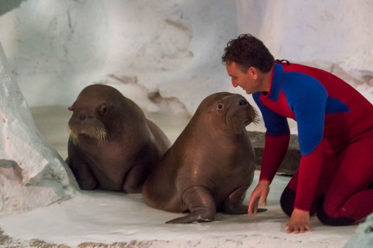 VIDEO: Walrus Calves Make Their Public Debut At SeaWorld – Florida ...