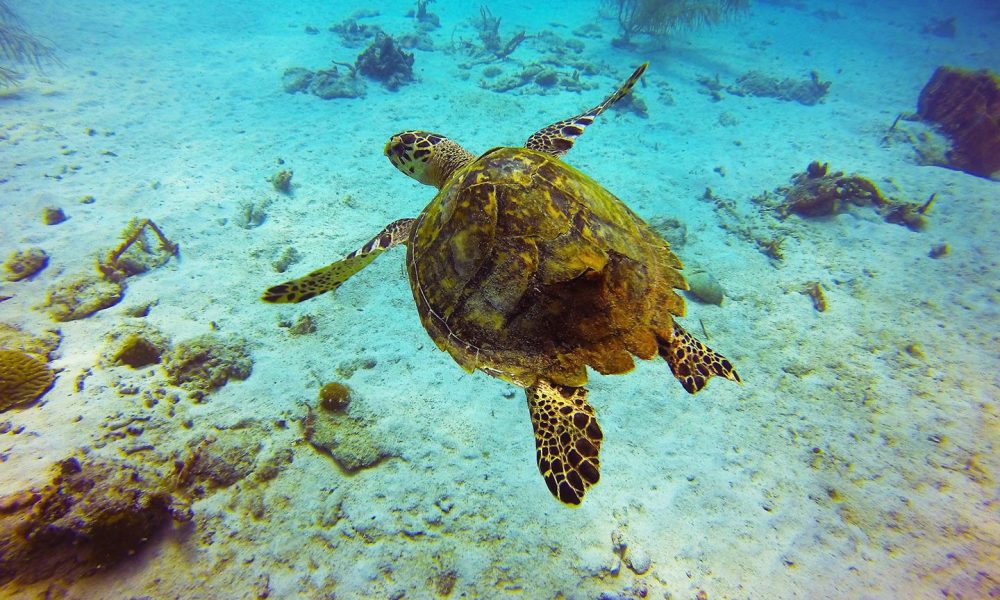 Miami-Dade to Launch 2025 Sea Turtle Nesting Season with Turtlepalooza ...
